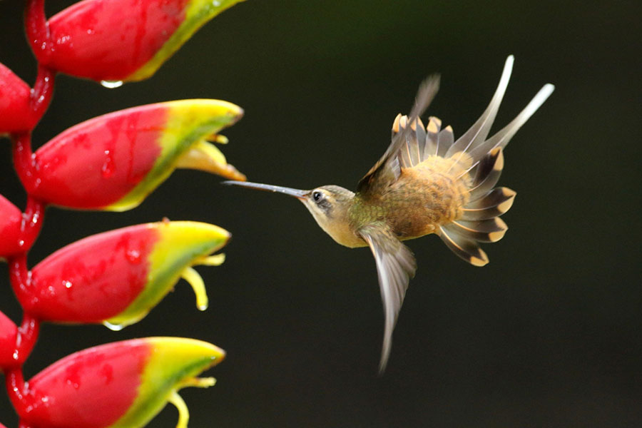 Hummingbirds of Peru - Birds & Travel