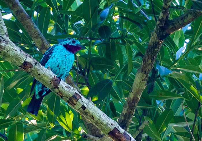 Northern Peru birding tour: Mayo and Huallaga valleys - Birds & Travel