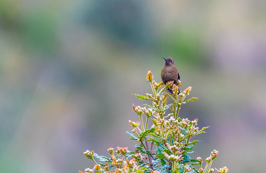 Hummingbirds of Peru - Birds & Travel