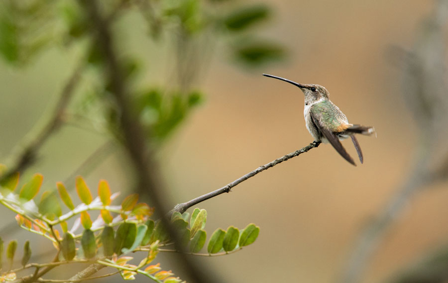 Hummingbirds of Peru - Birds & Travel
