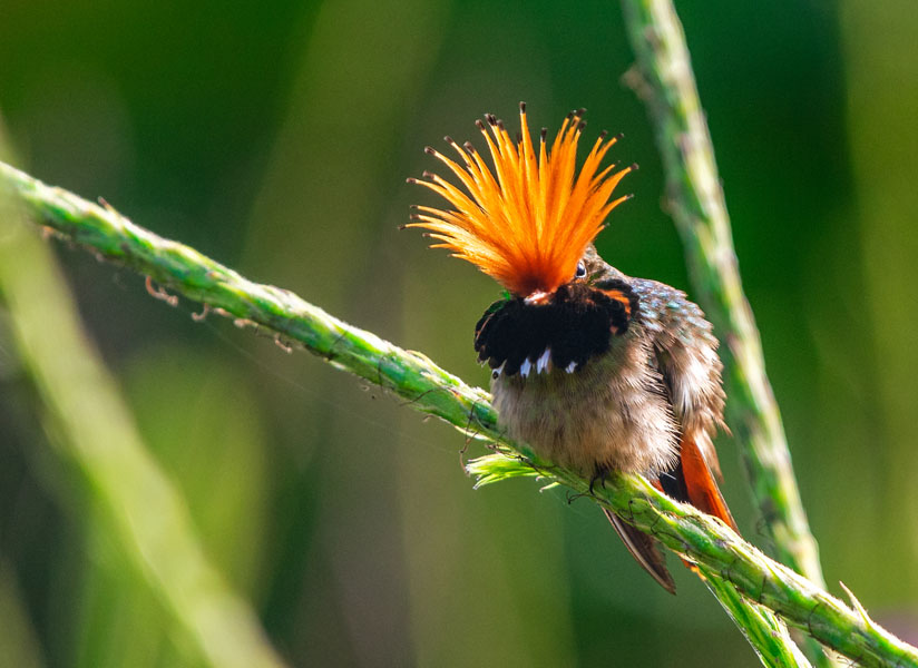 Hummingbirds of Peru - Birds & Travel