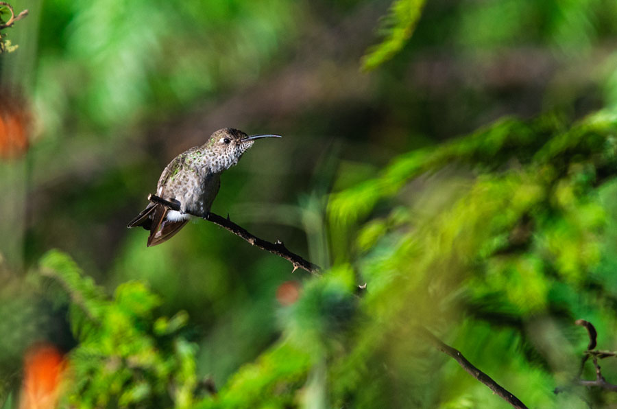 Hummingbirds of Peru - Birds & Travel
